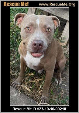 - Texas Pit Bull Rescue - ADOPTIONS - Rescue Me!