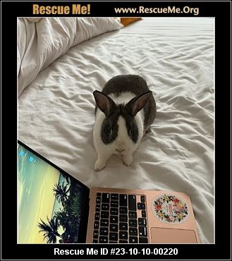 - Illinois Rabbit Rescue - ADOPTIONS - Rescue Me!