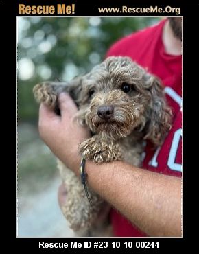 - Illinois Poodle Rescue - ADOPTIONS - Rescue Me!
