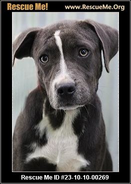 - South Carolina Dog Rescue - ADOPTIONS - Rescue Me!