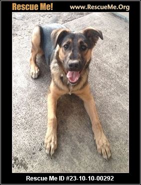 - Indiana German Shepherd Rescue - ADOPTIONS - Rescue Me!