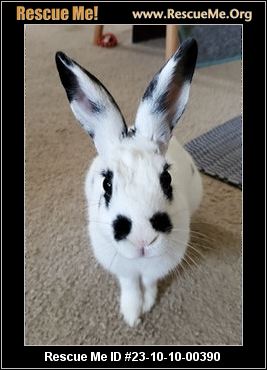 - Pennsylvania Rabbit Rescue - ADOPTIONS - Rescue Me!