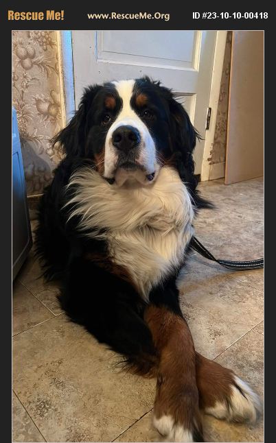 ADOPT 23101000418 ~ Bernese Mountain Dog Rescue ~ Dayton, OH