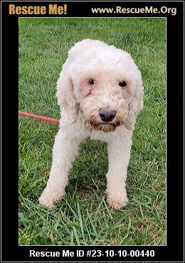 - Ohio Golden Retriever Rescue - ADOPTIONS - Rescue Me!