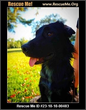 - Georgia Border Collie Rescue - ADOPTIONS - Rescue Me!