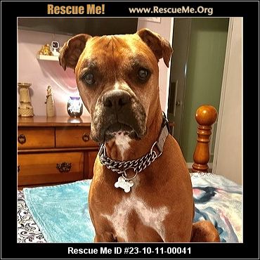 - Florida Boxer Rescue - ADOPTIONS - Rescue Me!