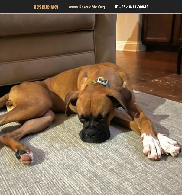 ADOPT 23101100042 ~ Boxer Rescue ~ Tallahassee, FL