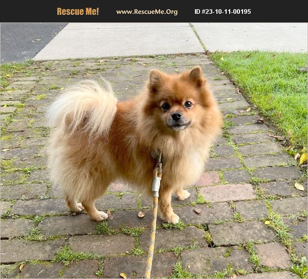 ADOPT 23101100195 ~ Pomeranian Rescue ~ Newtown, PA