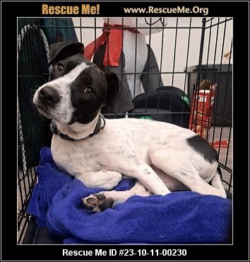 - Florida Jack Russell Rescue - ADOPTIONS - Rescue Me!