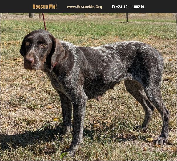 ADOPT 23101100240 ~ German Wirehaired Pointer Rescue ~ Parsons, KS