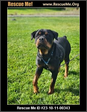 - Oregon Rottweiler Rescue - ADOPTIONS - Rescue Me!