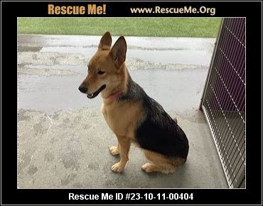 - Ohio Golden Retriever Rescue - ADOPTIONS - Rescue Me!