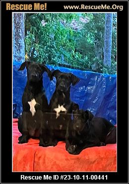 - Florida German Shorthaired Pointer Rescue - ADOPTIONS - Rescue Me!