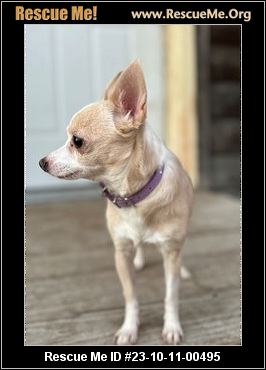 - Michigan Yorkie Rescue - ADOPTIONS - Rescue Me!