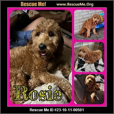 - Texas Golden Retriever Rescue - ADOPTIONS - Rescue Me!