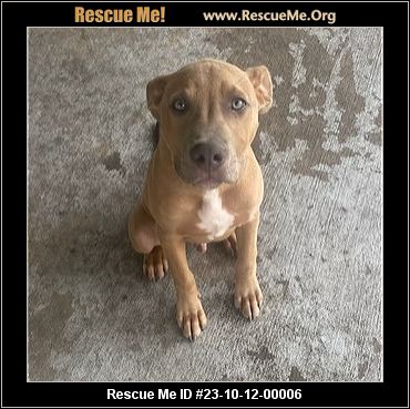 - Texas Pit Bull Rescue - ADOPTIONS - Rescue Me!