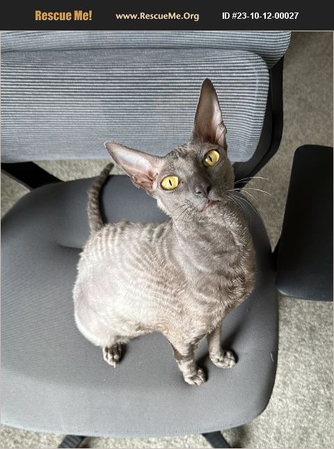ADOPT 23101200027 ~ Cornish Rex Rescue ~ Mauldin, SC