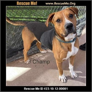 - Arizona Beagle Rescue - ADOPTIONS - Rescue Me!