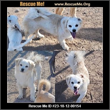 - Arizona Pomeranian Rescue - ADOPTIONS - Rescue Me!