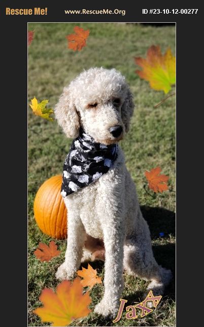 ADOPT 23101200277 ~ Poodle Rescue ~ Liberal, KS