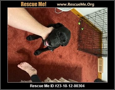 - Ohio Golden Retriever Rescue - ADOPTIONS - Rescue Me!