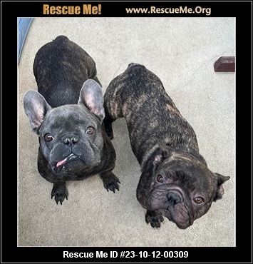 - California French Bulldog Rescue - ADOPTIONS - Rescue Me!