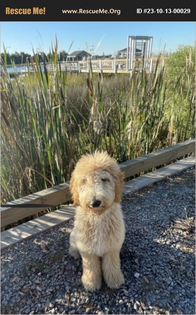 ADOPT 23101300029 ~ Poodle Rescue ~ Chesapeake, VA