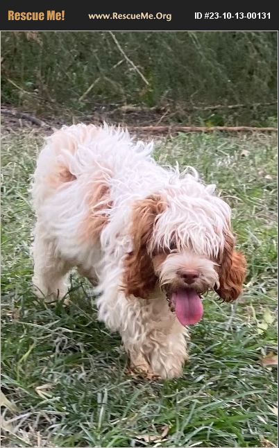 ADOPT 23101300131 ~ Cockapoo Rescue ~ Miami, OK