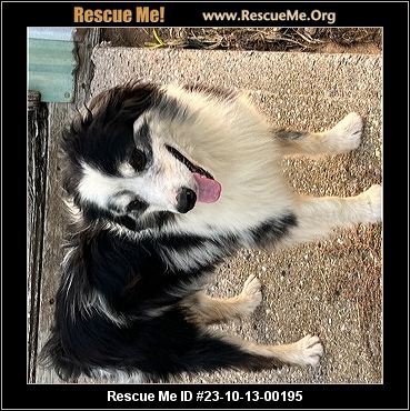- Minnesota Dog Rescue - ADOPTIONS - Rescue Me!