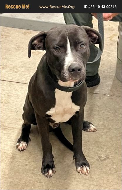 ADOPT 23101300213 ~ Pit Bull Rescue ~ sebring, FL