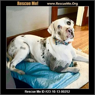- Colorado Great Dane Rescue - ADOPTIONS - Rescue Me!