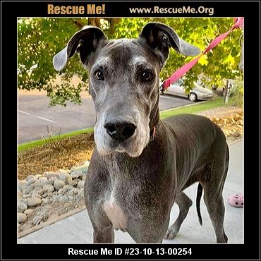 - Colorado Great Dane Rescue - ADOPTIONS - Rescue Me!