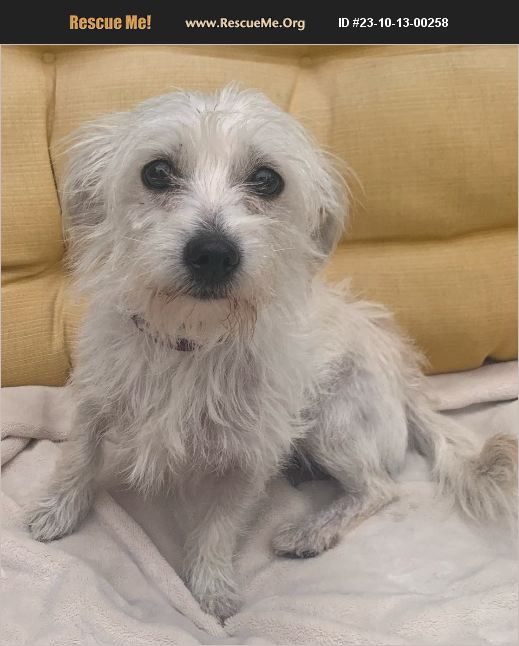 ADOPT 23101300258 ~ Maltese Rescue ~ San Diego, CA