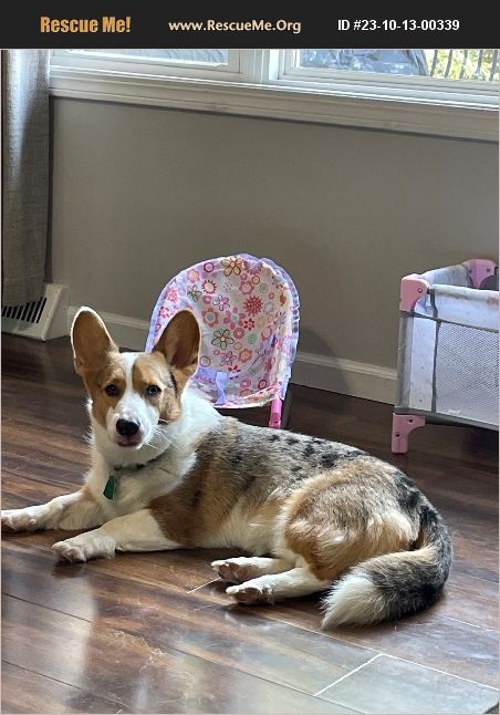 ADOPT 23101300339 ~ Corgi Rescue ~ Evansville, WI