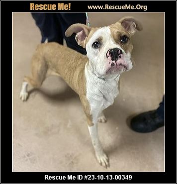 - Georgia Boxer Rescue - ADOPTIONS - Rescue Me!