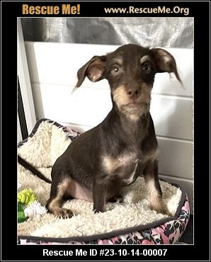 - California Miniature Pinscher Rescue - ADOPTIONS - Rescue Me!