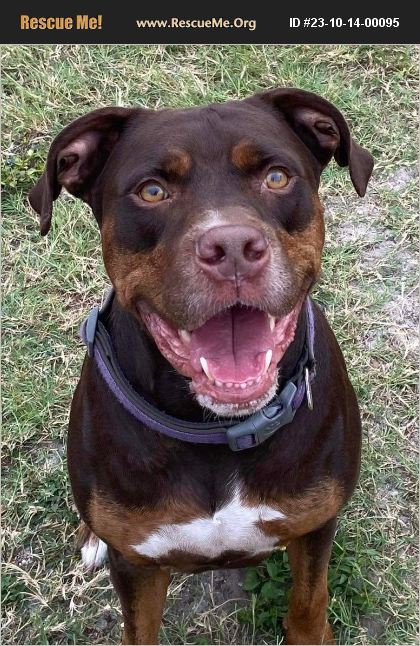 ADOPT 23101400095 ~ Rottweiler Rescue ~ Tampa, FL