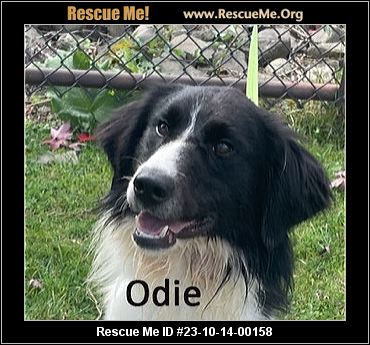 - Pennsylvania Border Collie Rescue - ADOPTIONS - Rescue Me!