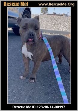 - California American Bulldog Rescue - ADOPTIONS - Rescue Me!