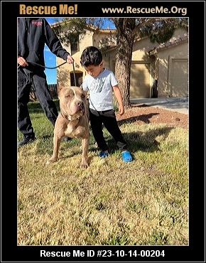 - California American Bulldog Rescue - ADOPTIONS - Rescue Me!