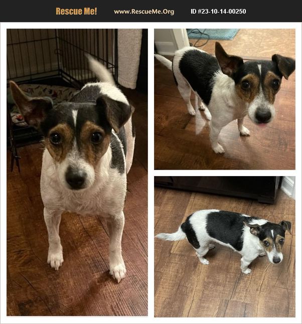 ADOPT 23101400250 ~ Jack Russell Rescue ~ Bexar County, TX