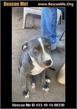 - Texas Pit Bull Rescue - ADOPTIONS - Rescue Me!