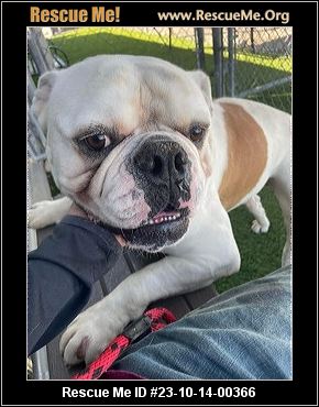 - California American Bulldog Rescue - ADOPTIONS - Rescue Me!