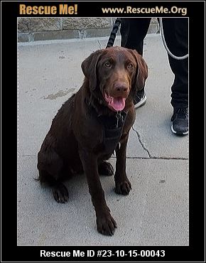 - Minnesota Dog Rescue - ADOPTIONS - Rescue Me!