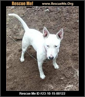 - Oregon Dog Rescue - ADOPTIONS - Rescue Me!