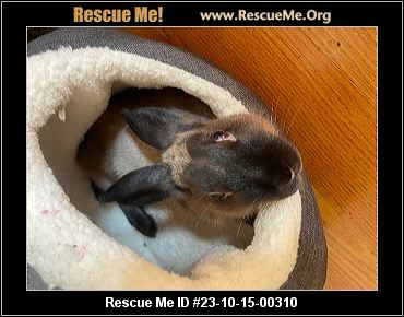 - California Rabbit Rescue - ADOPTIONS - Rescue Me!