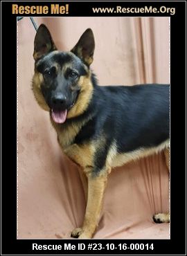 - Maryland German Shepherd Rescue - ADOPTIONS - Rescue Me!
