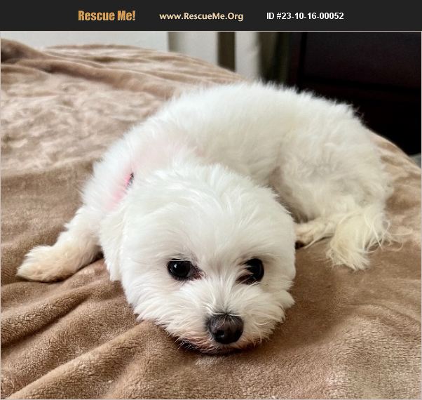 ADOPT 23101600052 ~ Maltese Rescue ~ Biscayne Park, FL