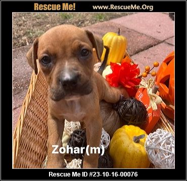 - Florida Boxer Rescue - ADOPTIONS - Rescue Me!