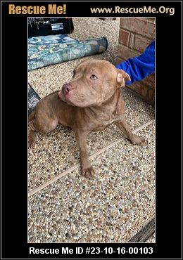 - Texas Pit Bull Rescue - ADOPTIONS - Rescue Me!